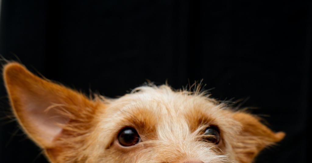 Unlocking how dogs’ fungal ear infections evade treatment points vets ...