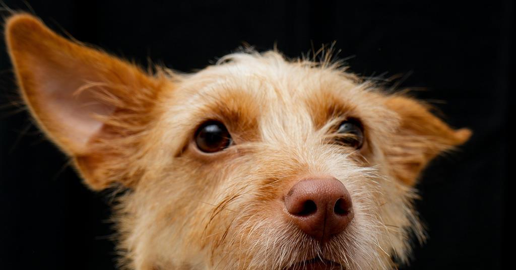 Unlocking how dogs’ fungal ear infections evade treatment points vets ...