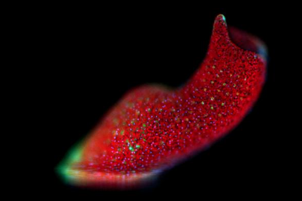 Regenerating worms have genetic control over their algal partners ...