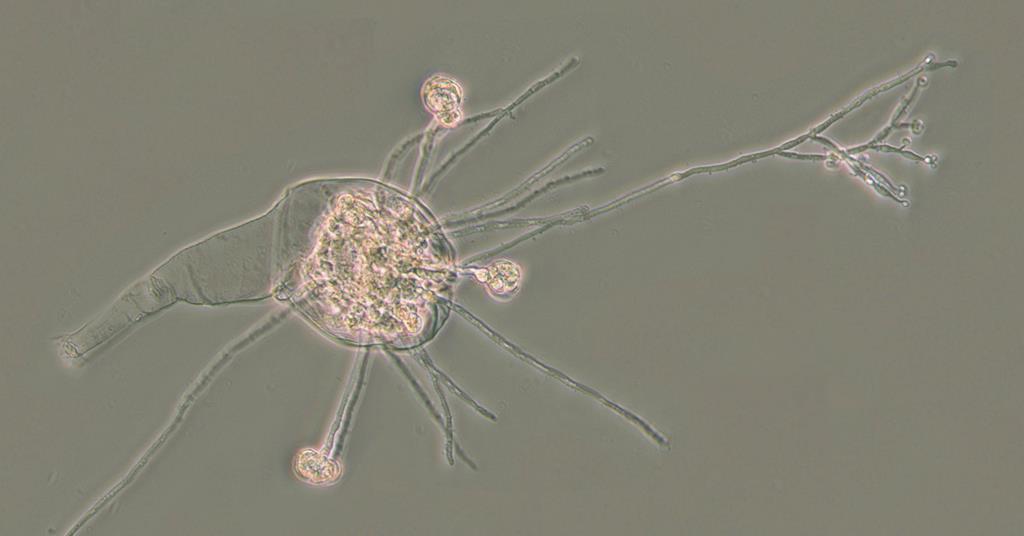 Small animals acquire genes from bacteria that can produce antibiotics ...