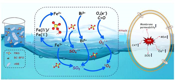 Peanut shell biochar composite shows promise for removing antibiotic ...