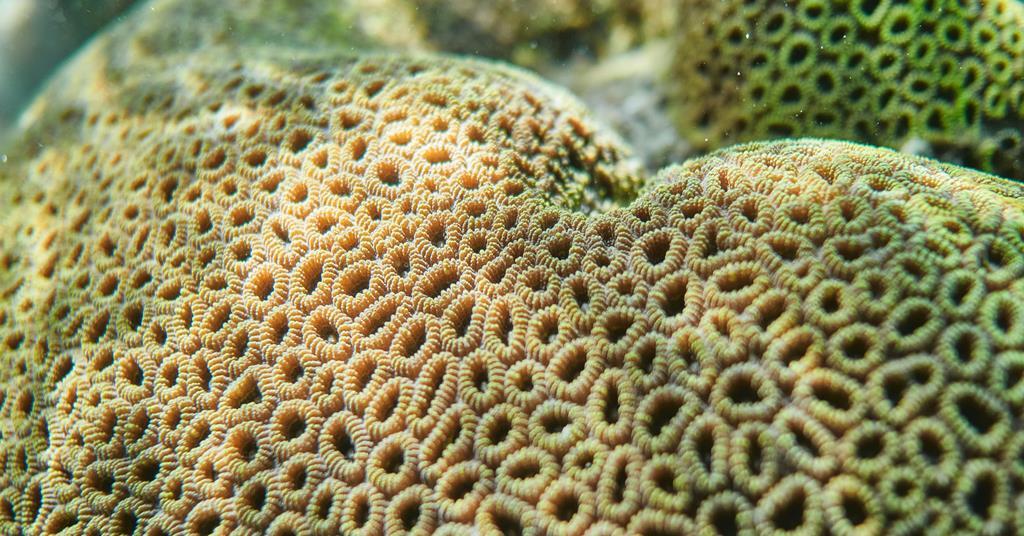 Coral-inspired pill offers a new window into the hidden world of the ...