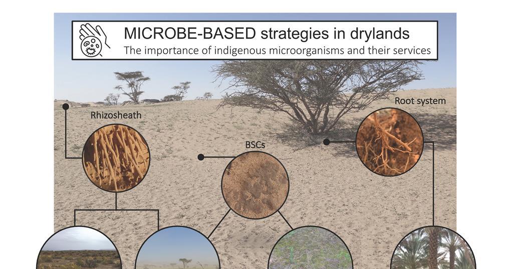 Microbial solutions to dryland desertification | Features | The ...
