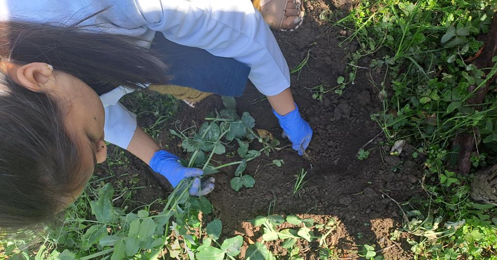 Bacterial strains from Himalayan night-soil compost support plant ...
