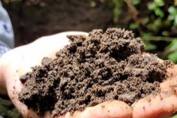 Microbe-rich Amazon dark earth boosts tree growth as much as sixfold ...