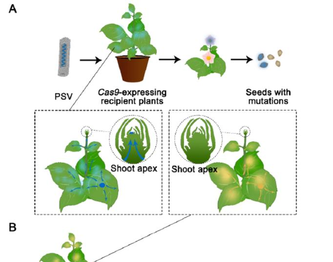 Scientists harness plant viruses to deliver genome editing reagents in ...