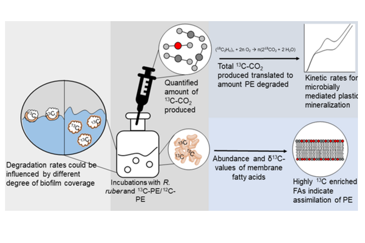 Rhodococcus reveals where missing plastic in world’s oceans could have ...