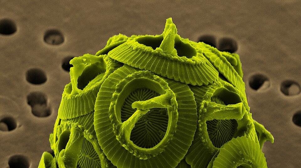 Microscopic plankton reveal tropicalization of the Mediterranean Sea ...
