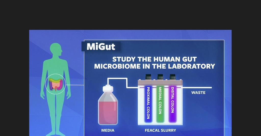 Benchtop model lays bare secrets of gut microbiome | The Microbiologist