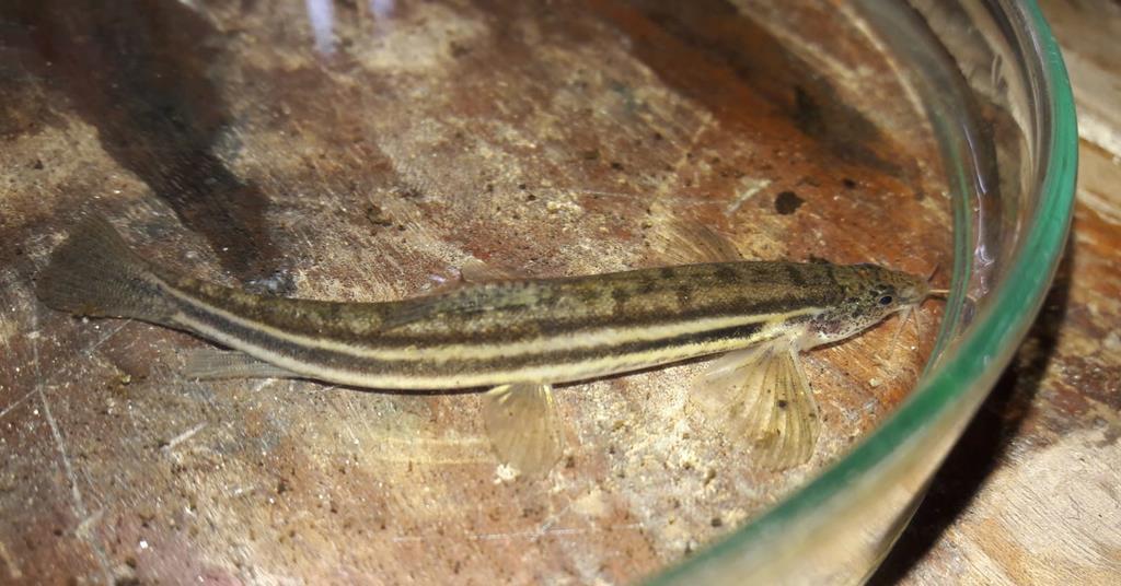 Novel strain of Shigella in gut of bottom-dwelling fish beats off ...