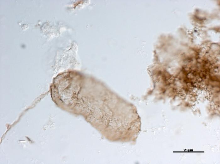 Oldest thylakoids in fossil cyanobacteria uncover evolution of ...