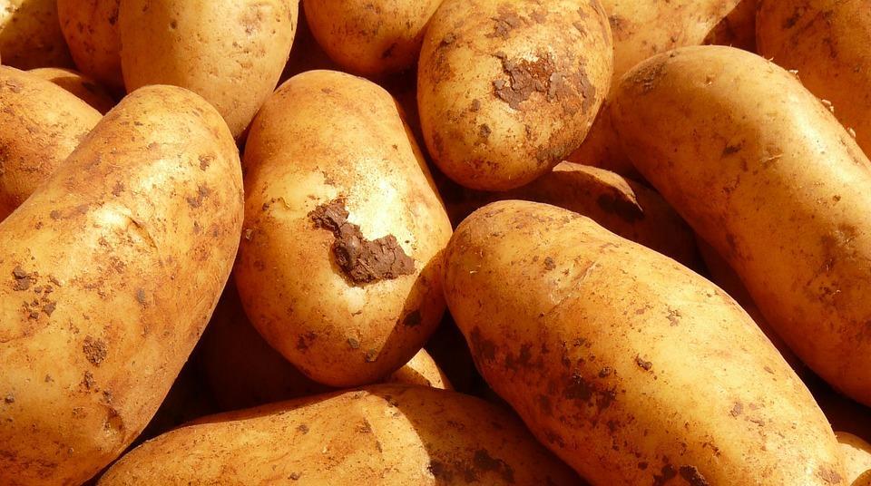 Potato supplement modifies gut microbiome, with implications for bone ...