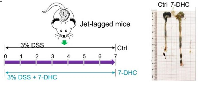Gut microbiota-derived 7-DHC tackles circadian rhythm disorders and IBD ...