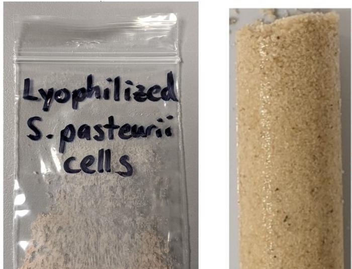 Packets of freeze-dried bacteria grow biocement on demand | News | The ...