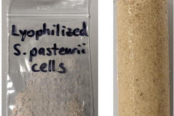 Packets of freeze-dried bacteria grow biocement on demand | News | The ...