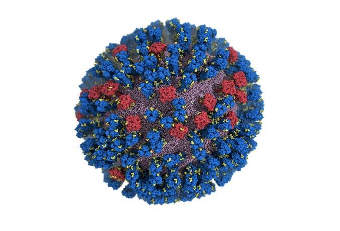 Computer model of influenza virus shows universal vaccine promise | The ...
