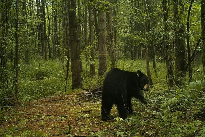 Scientists sequence rabies genome in black bear | News | The Microbiologist