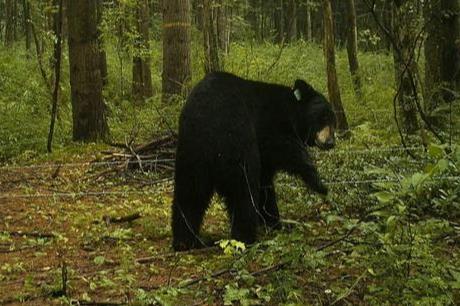 Scientists sequence rabies genome in black bear | News | The Microbiologist