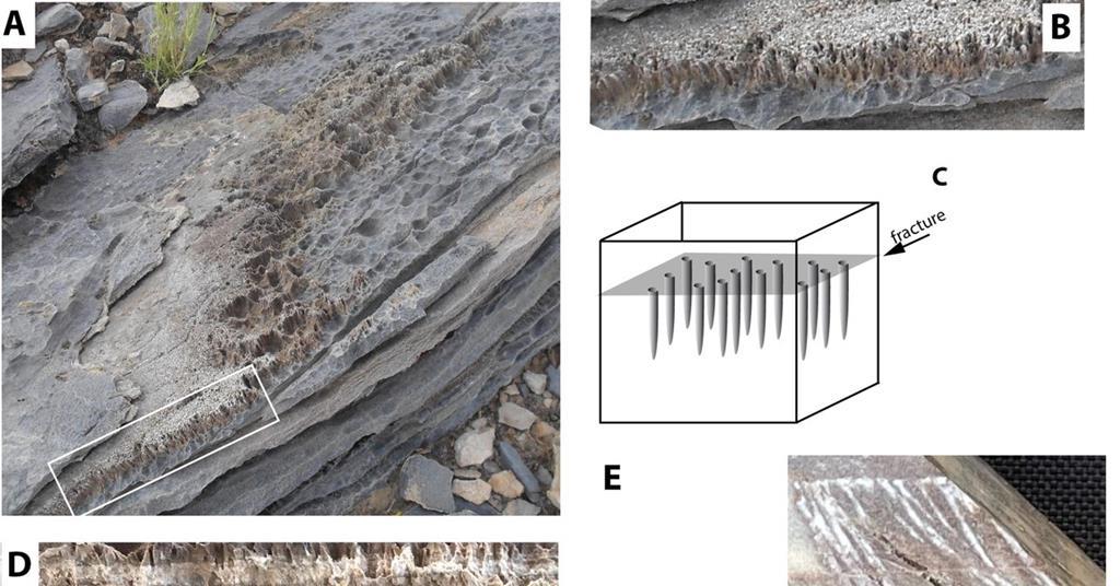 What is eating my rocks? A possible novel biological niche inside ...