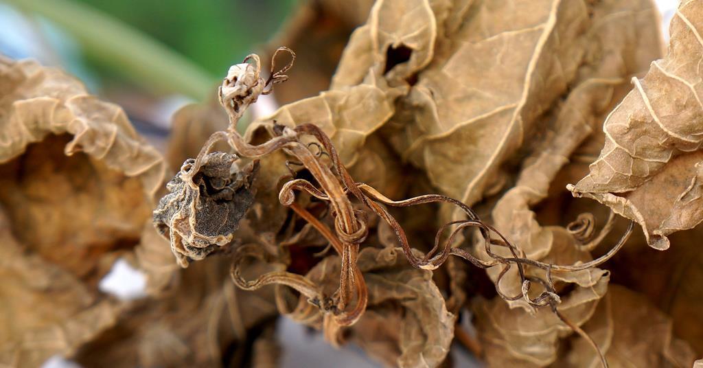 Fungal diseases threaten global food security | The Microbiologist