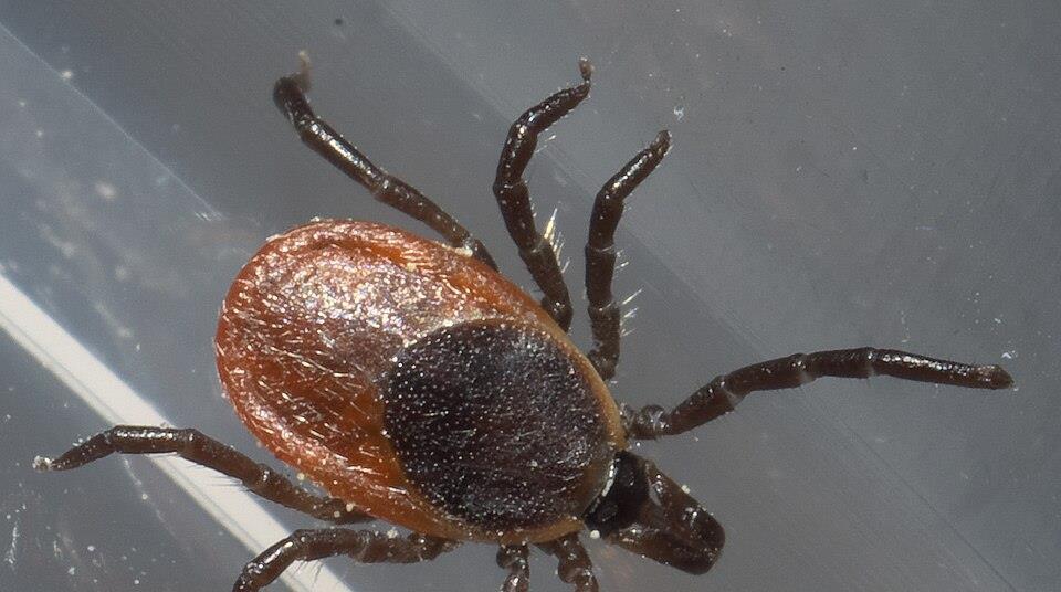 Structure of tick-borne virus revealed at atomic resolution for the ...