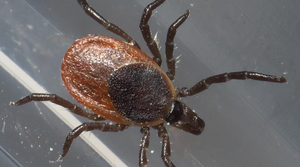 Structure of tick-borne virus revealed at atomic resolution for the ...