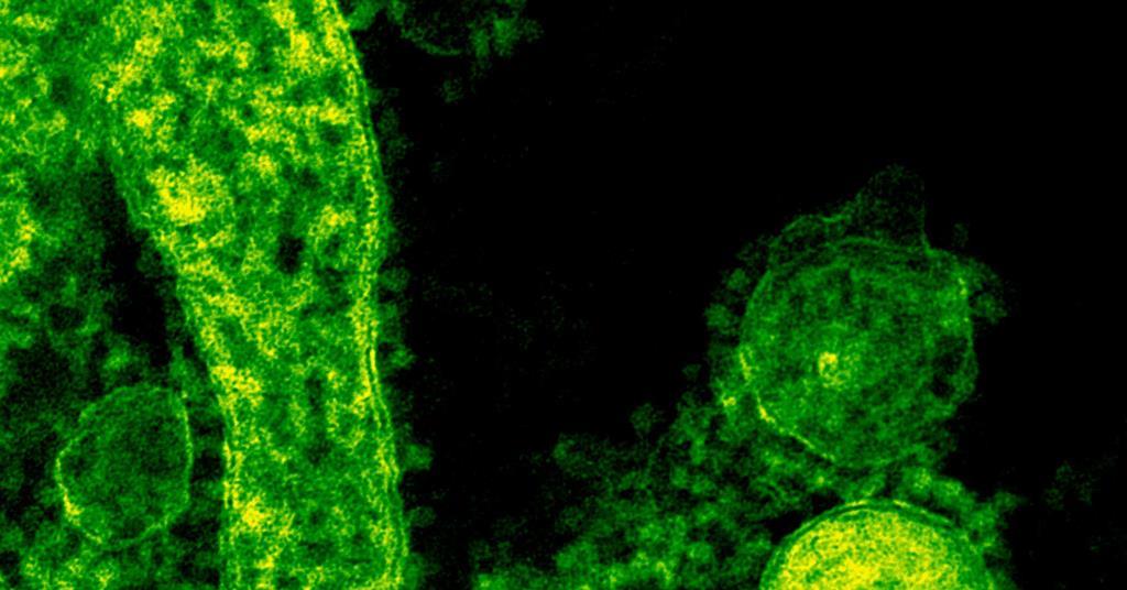 Global Virus Network welcomes new centers of excellence across the ...