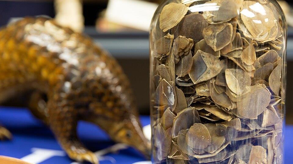 Wildlife trade increases pathogen transmission | News | The Microbiologist