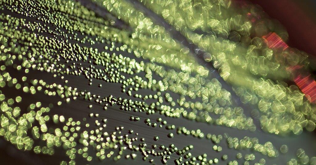 Microbiological concerns faced in cheese-making environments | Features ...