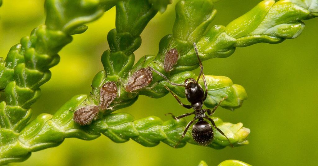 Ant queens cannibalise their sick offspring- then ‘recycle’ them | News ...