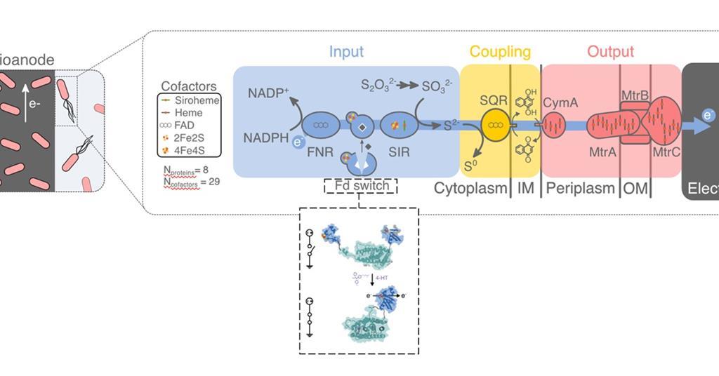 Living Electronics | Features | The Microbiologist