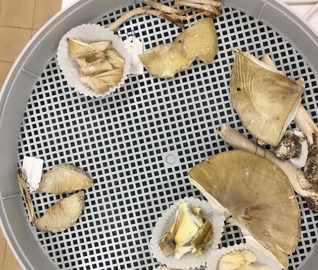Invasive death cap mushrooms are changing their chemistry | News | The ...