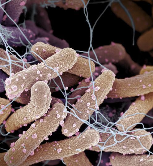 Slow-growing bacteria respond more sensitively to their environment ...