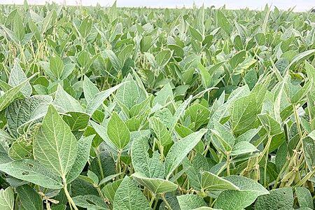 Bacteria ‘doing their job’, as nitrogen fertilizer for soybeans offers ...