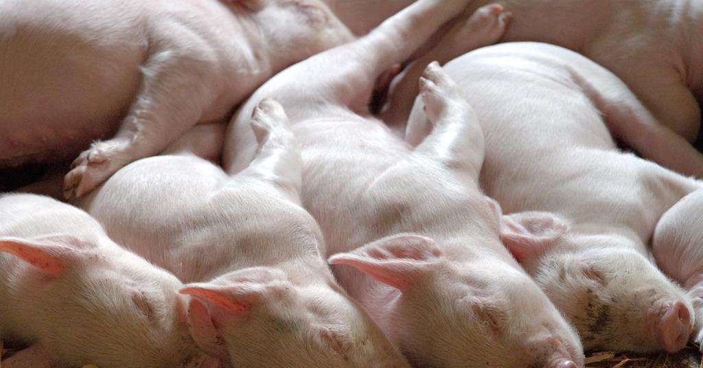 Newborn piglets serve as a model for studying influenza | News | The ...