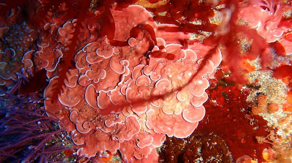 red coralline algae