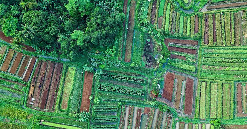 FA Bio licenses two microbes to IFF’s Crop Biologicals division to ...