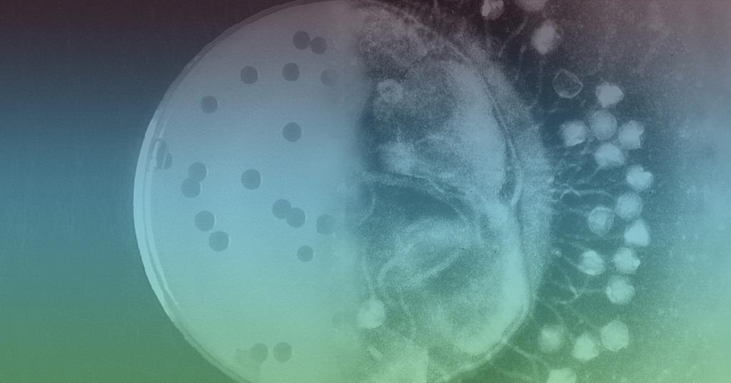 Regulatory pathway needs to be developed to make the most of phages ...