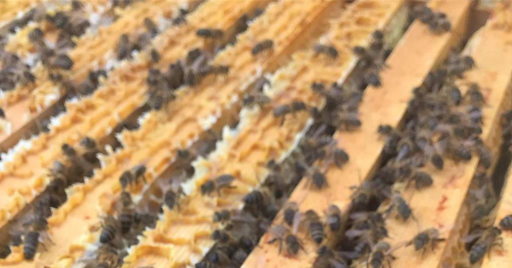 I was transformed into a cartoon scientist honey bee! | The Microbiologist