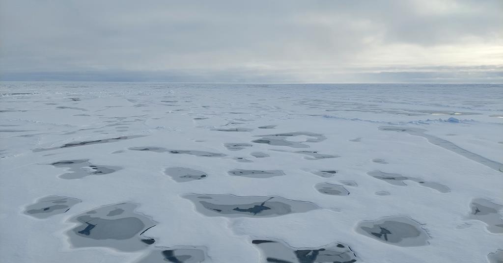Arctic viruses in the surface microlayer help their hosts to survive ...