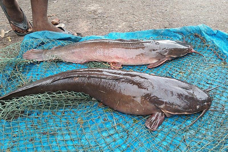 African catfish skin mucus yields promising antibacterial compound ...