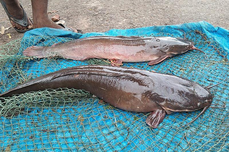 African catfish skin mucus yields promising antibacterial compound ...