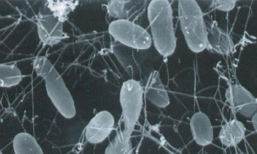 Under the microscope: the role of marine extremophiles in industry and ...