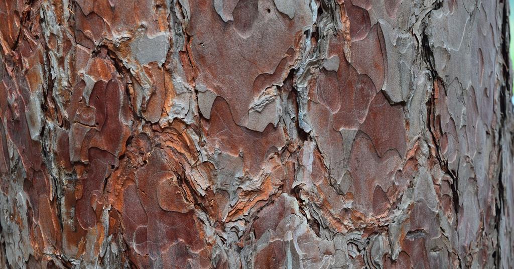 Trees reveal climate surprise – bark microbes remove methane from the ...