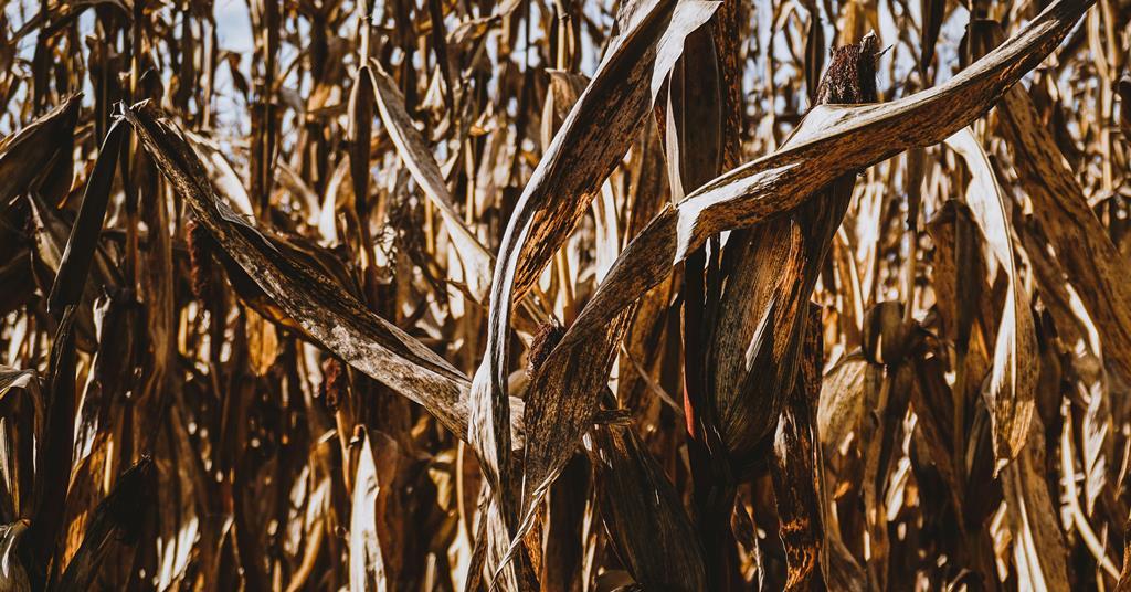 Turning crop waste into precision weapons against waterborne pathogens ...