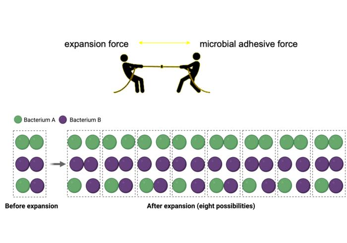 New imaging approach lifts lid on microbial adhesive interactions ...