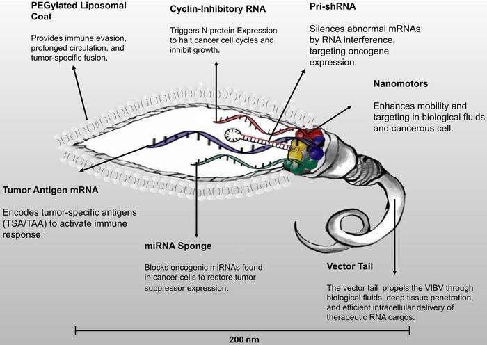 Targeted delivery of microRNA sponge short-hairpin RNA via VIR-inspired ...