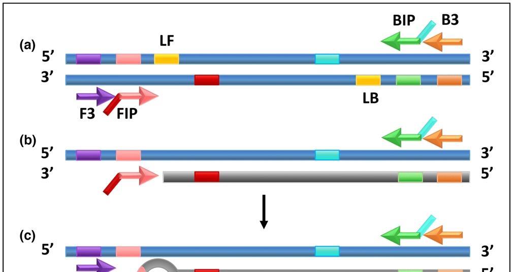 Diagnostic technique IDs five key AMR markers in water samples in less ...
