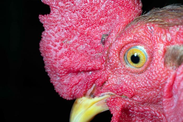Disease experts upgrade sentinel chicken system to create forecast for ...