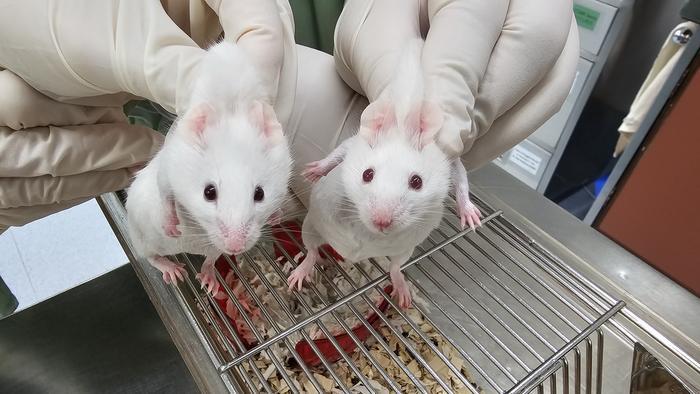Scientists recreate mouse from gene older than animal life | News | The ...